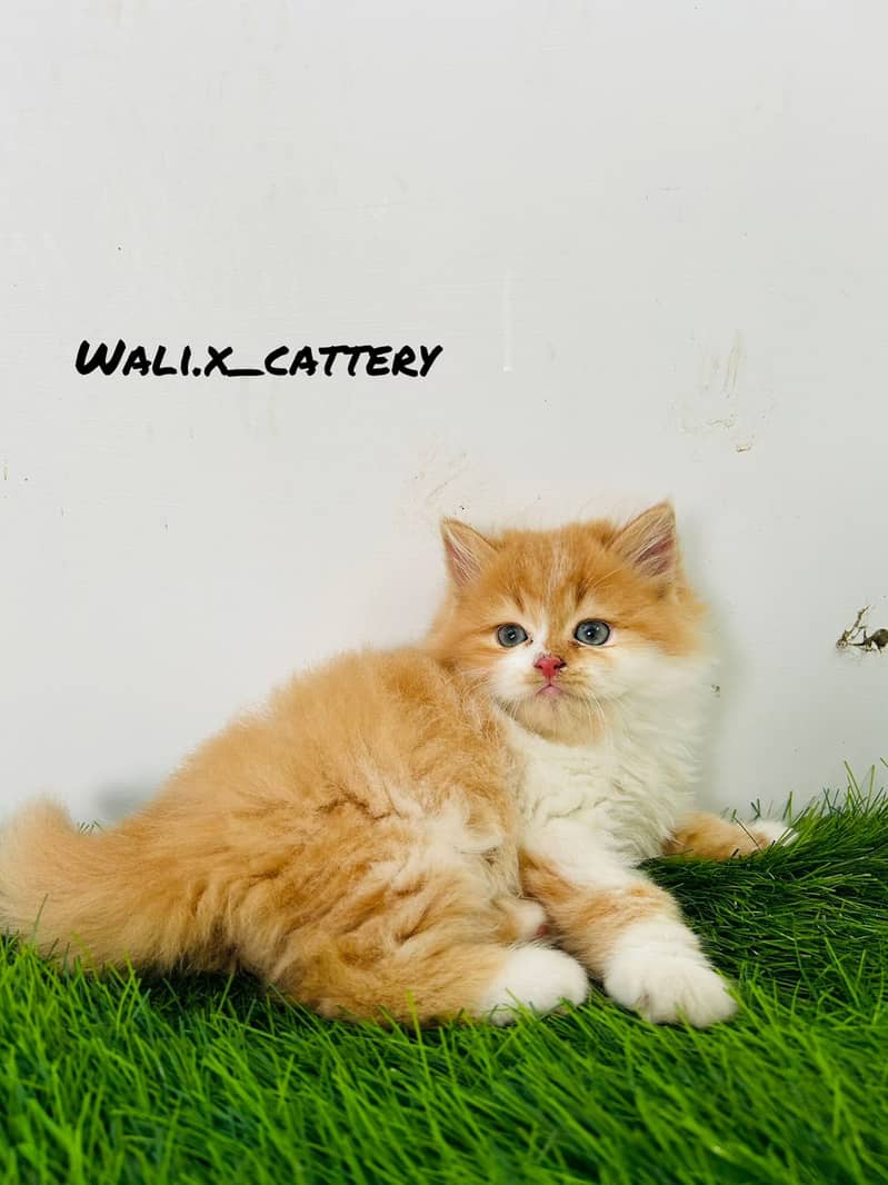 high quality kitten|Punch face Kittens|persian cat|cute|tripple|fluffy ...