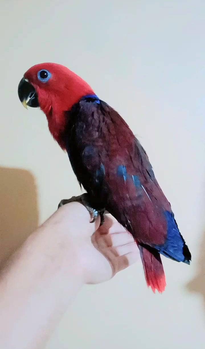 Grand electus female 03156376925 - Parrots - 1107663558