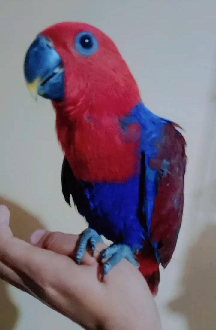 Grand electus female 03156376925 - Parrots - 1107663558