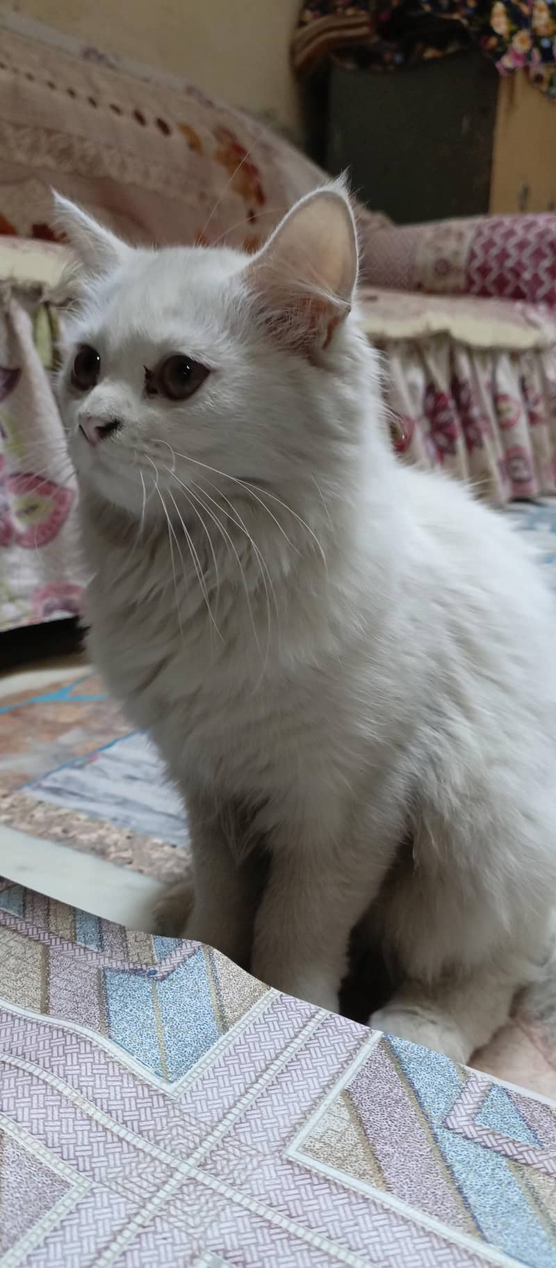 BEAUTIFUL FEMALE KITTENS AVAILABLE - Cats - 1107574078
