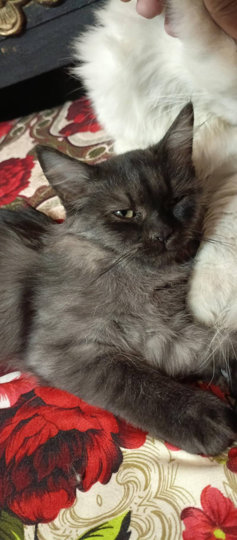 BEAUTIFUL FEMALE KITTENS AVAILABLE - Cats - 1107574078
