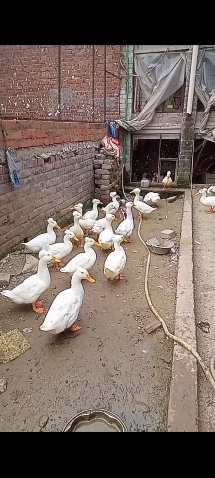 crested duck - Ducks - 1107678534