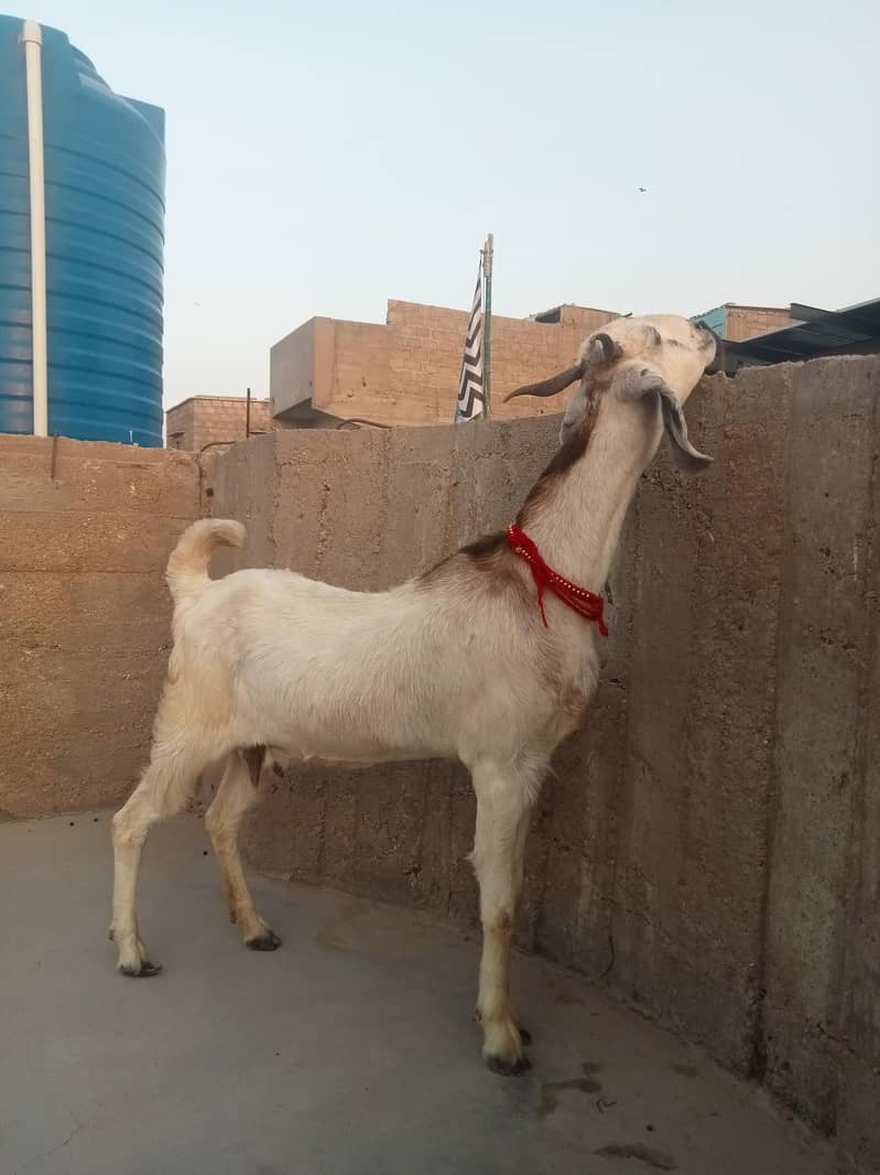 4 dant bakri hai bahi dudhwali bakri hai bilkul okay - Goats - 1107083064