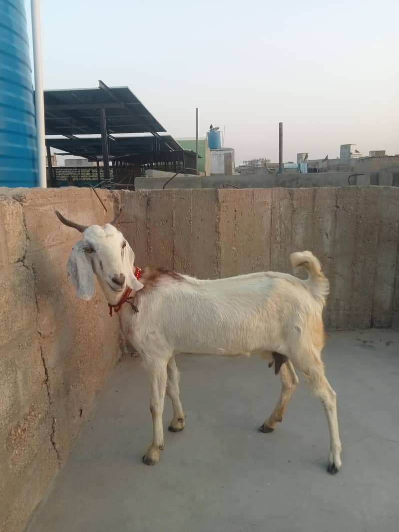 4 dant bakri hai bahi dudhwali bakri hai bilkul okay - Goats - 1107083064