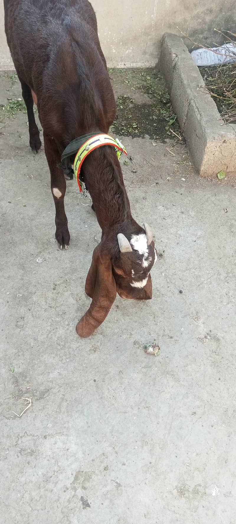 betal nagri bakri do mahene ke gaban bakri - Goats - 1107686989