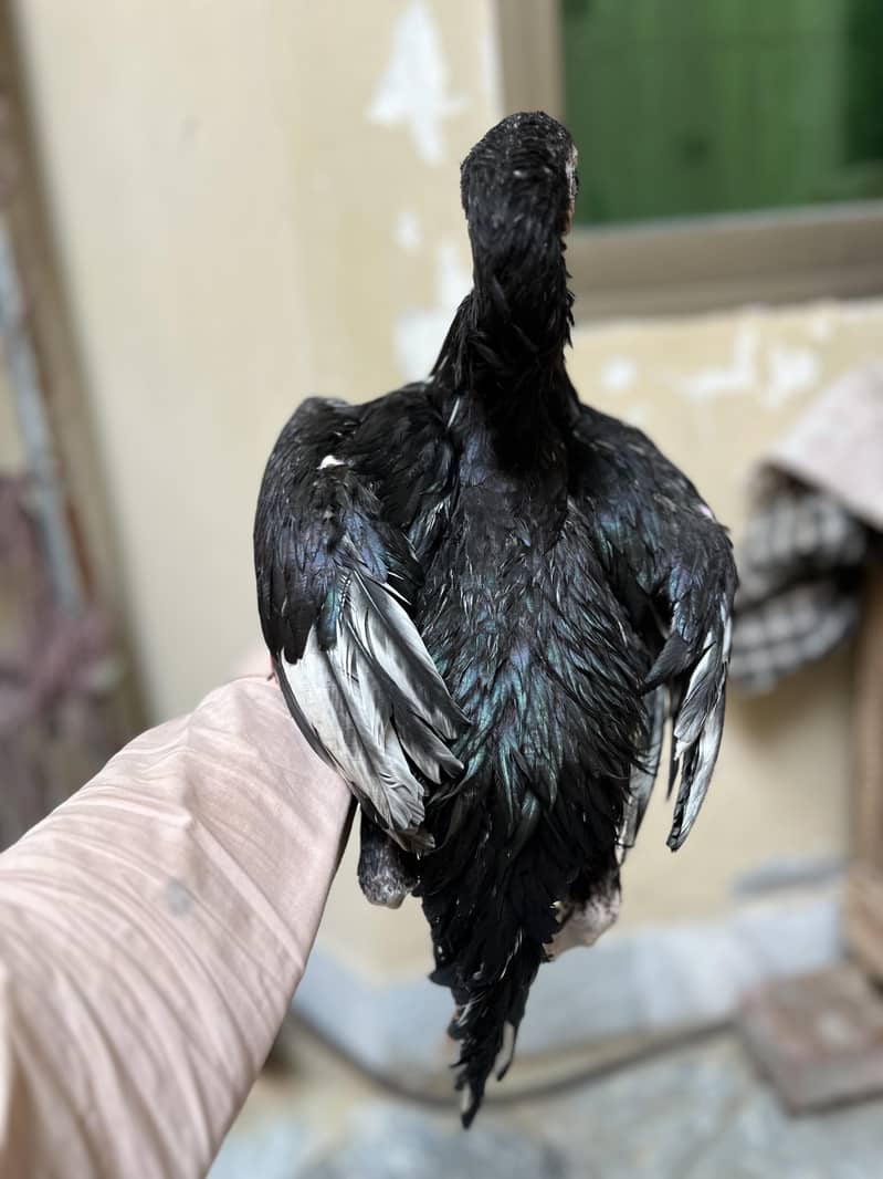 100% Aseel Lassani Available Urgent Sale - Hens - 1107712418