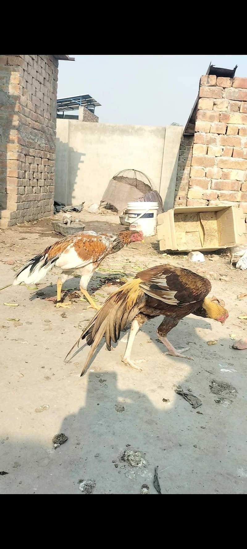 All for sale Lasani mushka breed - Hens - 1107057329