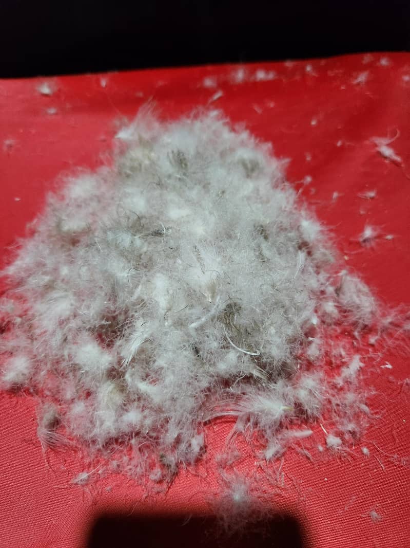 Duck Down feather for jackets - Western - 1107718479