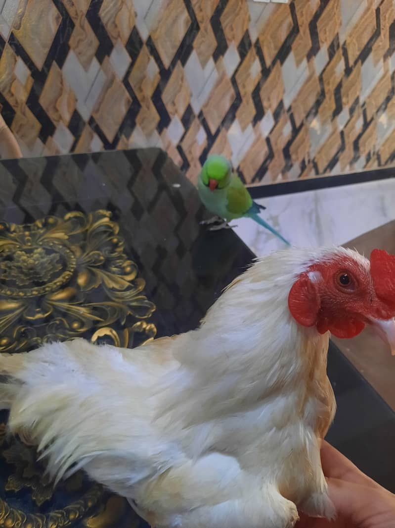 japanese bantam rooster 0 size - Hens - 1107721499