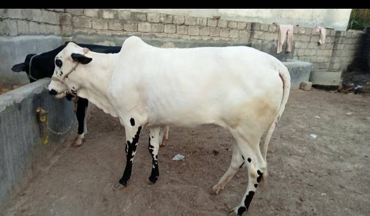 fathe jhangi dhani breed aur girlando cross wachi - Cows - 1107731830