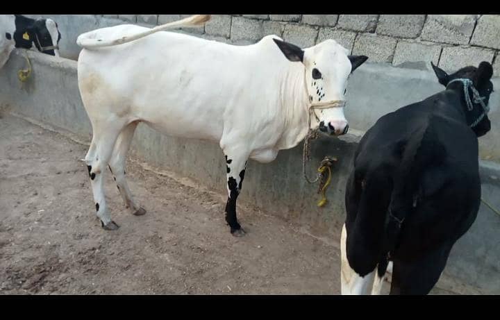 fathe jhangi dhani breed aur girlando cross wachi - Cows - 1107731830