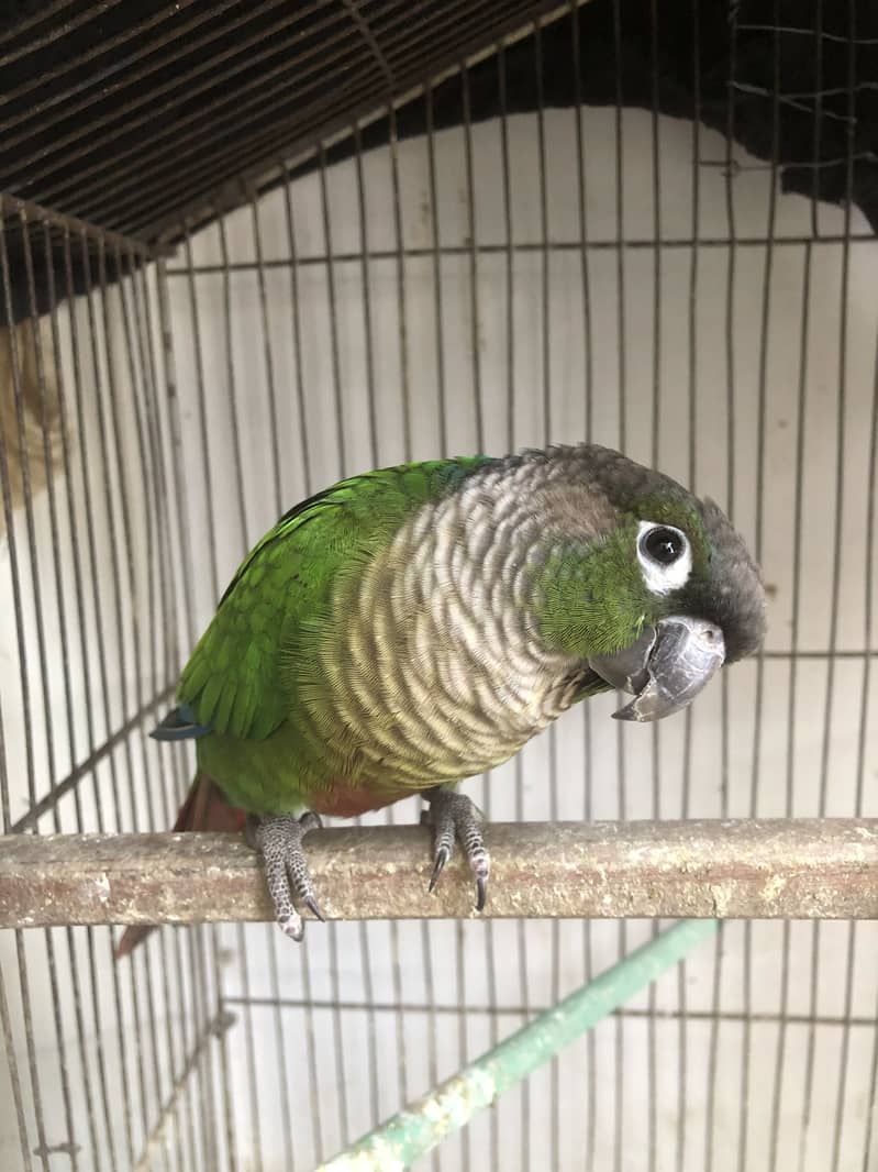 Green cheek consure - Parrots - 1107747928