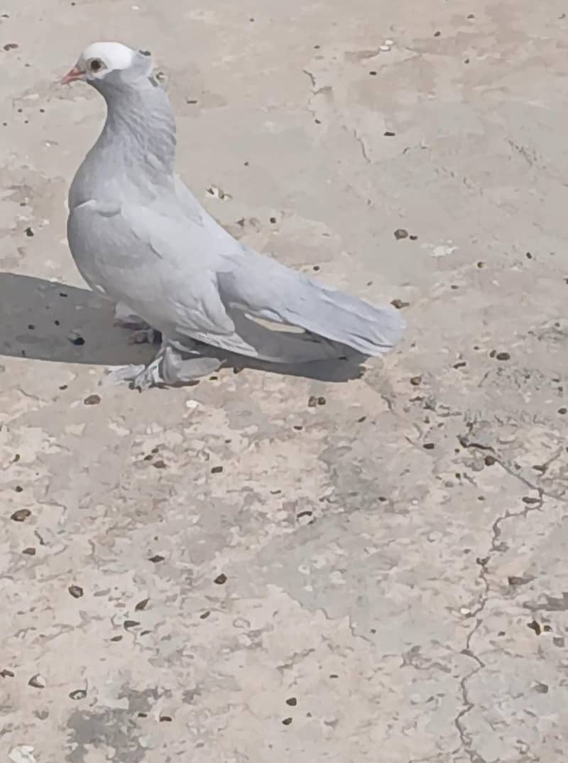 Fancy pigeons/Frill Kabuter/megpai /yellow tail /Fligzer - Pigeons ...