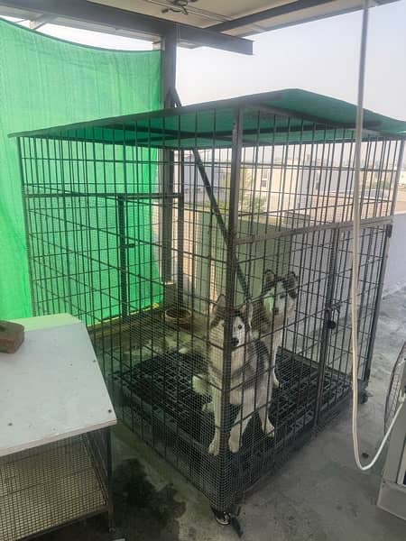 3 months used dog cage Aviary cage / Hens Cage / Pinjra / Iron Cage ...