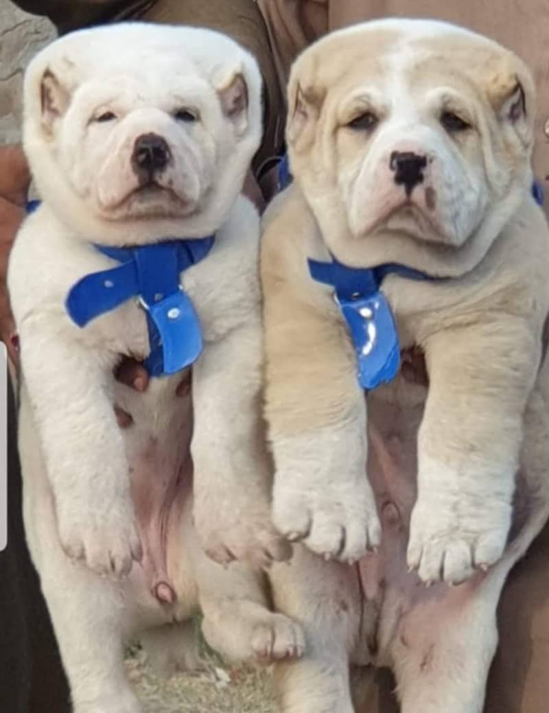 King Alabai pair pure breed security dog 2months for sale - Dogs ...