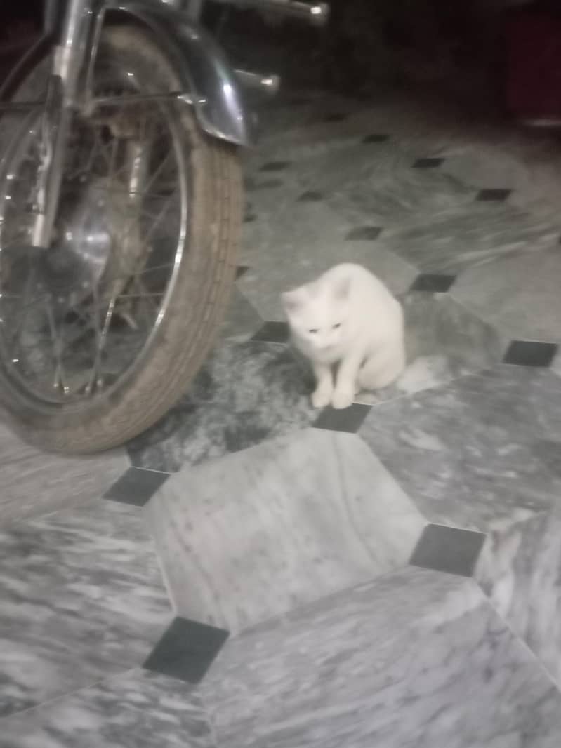 cats seller - Cats - 1107769092