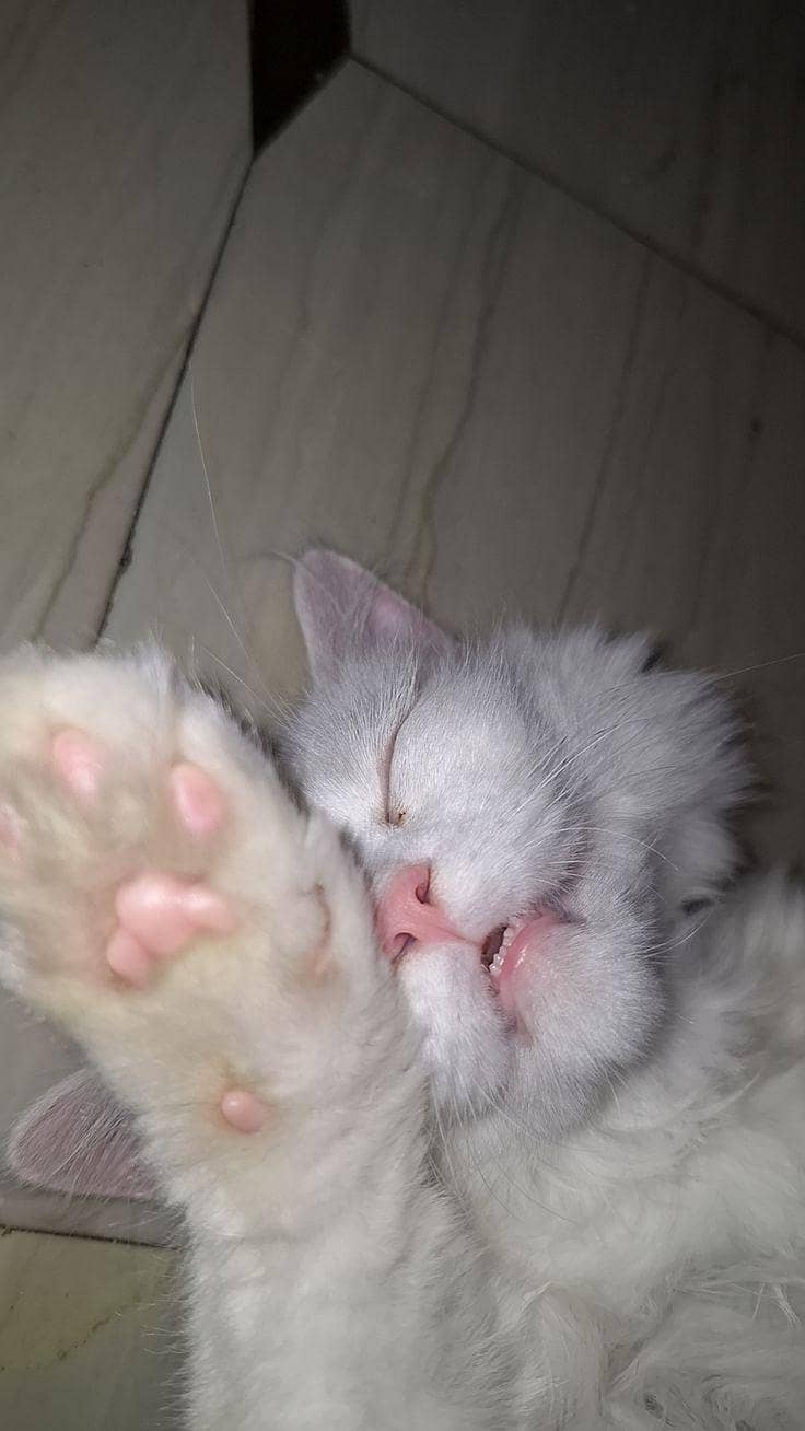 Premium Fat Persian Cat - Fully Vaccinated & Healthy - Cats - 1107777712