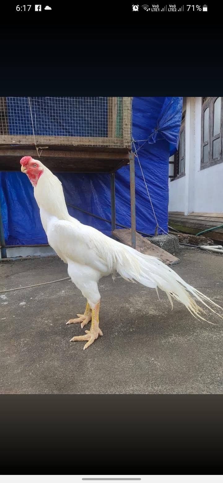 indian parrot beak long tail chicks - Hens - 1107782459