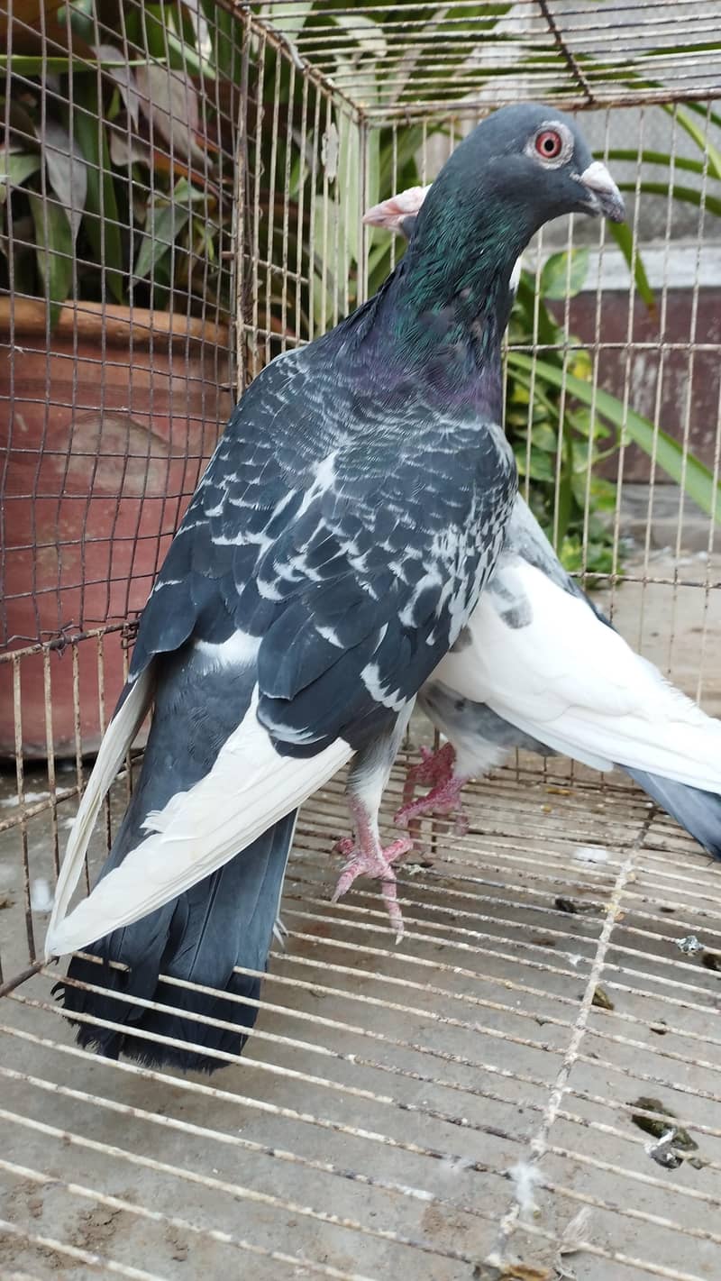 Fancy Pigeons For Sale - Pigeons - 1107800616