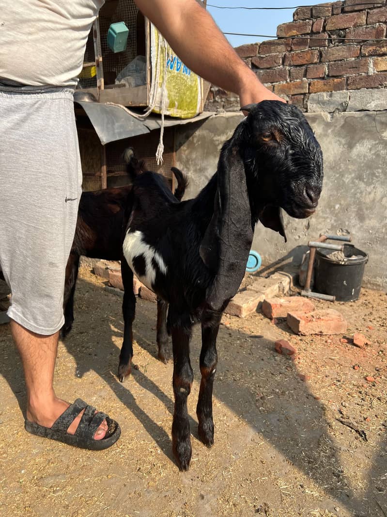 Beetal Nagra Makhi cheena bachay - Goats - 1107813665