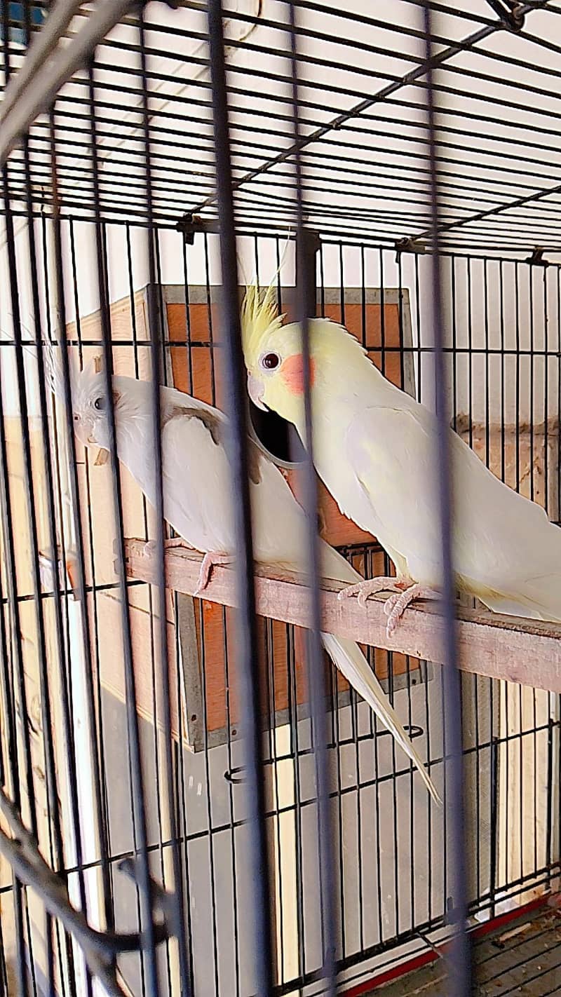 pied and common white cockatiel - Parrots - 1107822866
