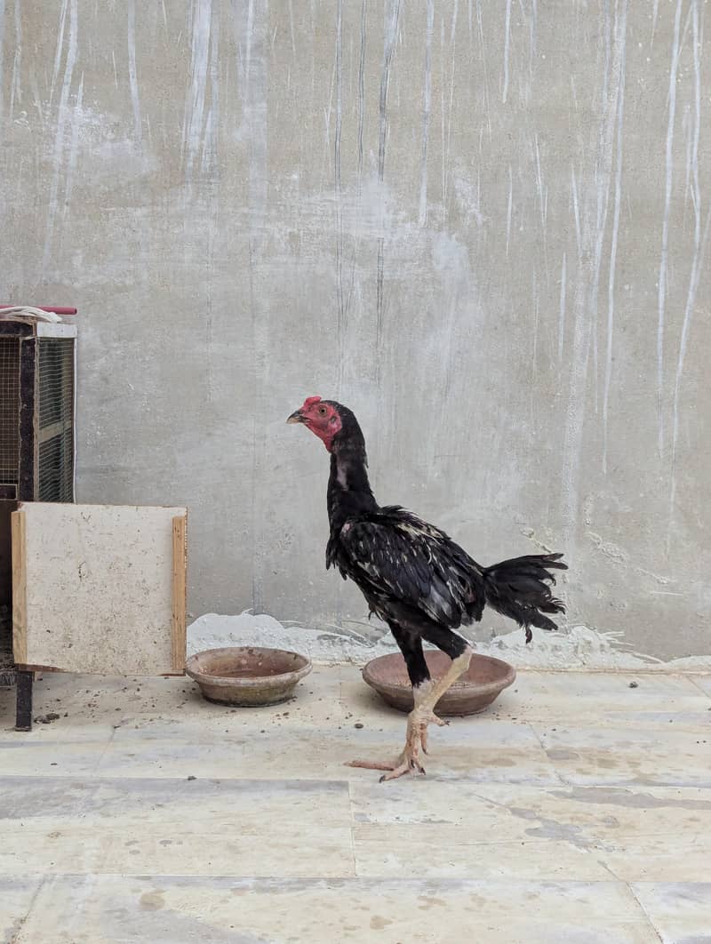Asil shamo pair - Hens - 1107840458
