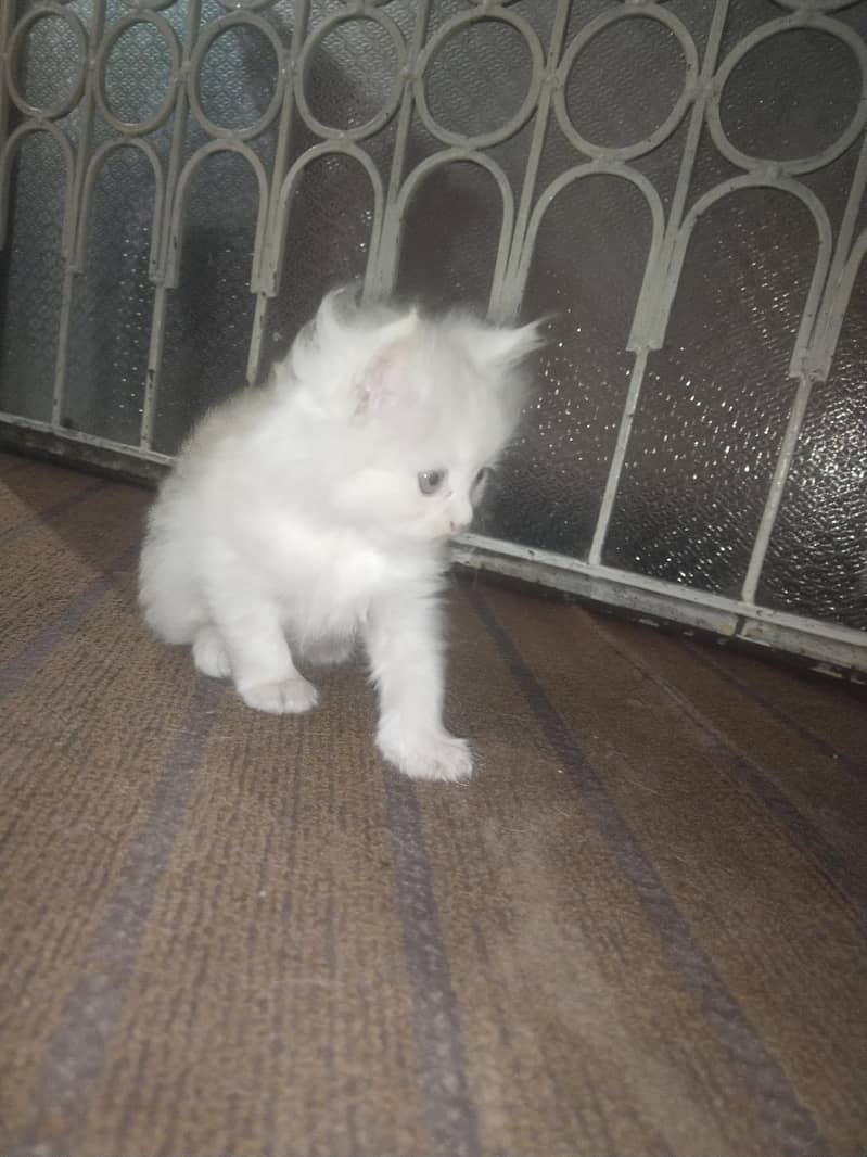 Fawn Male cat - Cats - 1107848328