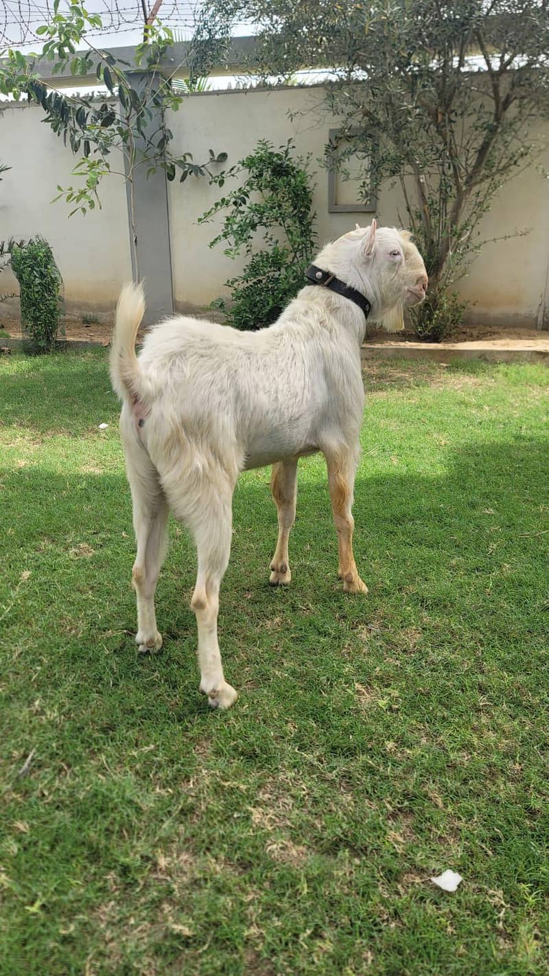 4 dant tedda breeder - Goats - 1107867412