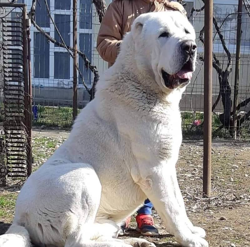 Alabai Pair / Alabai Dog /king Alabai Pair security dog for sale - Dogs ...