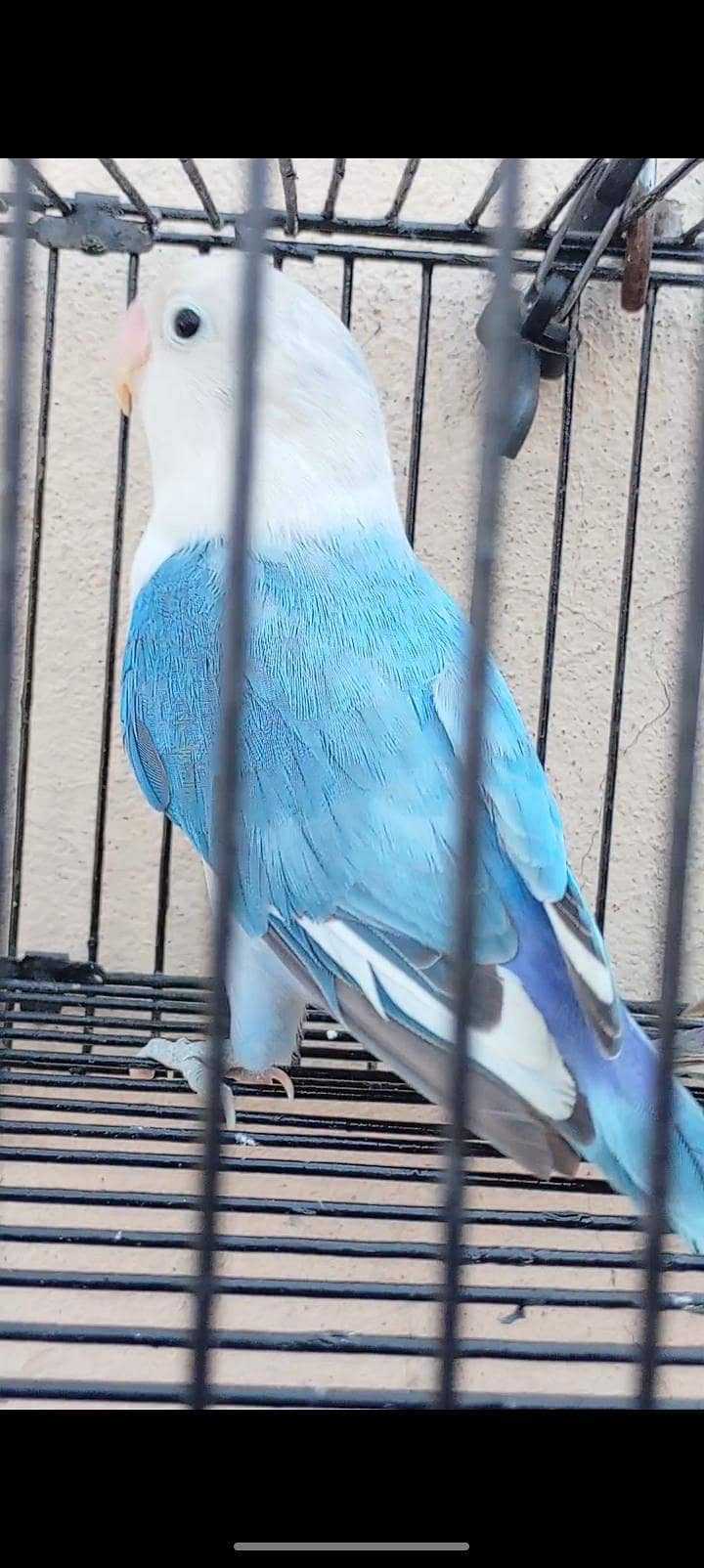 Blue opline x blue pastel split ino confirm breeder pair - Parrots ...