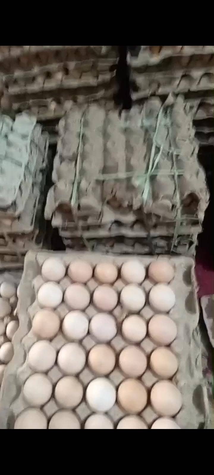 Golden | Misri | Broiler | lohman brown| Australorp| RIR - Hens ...