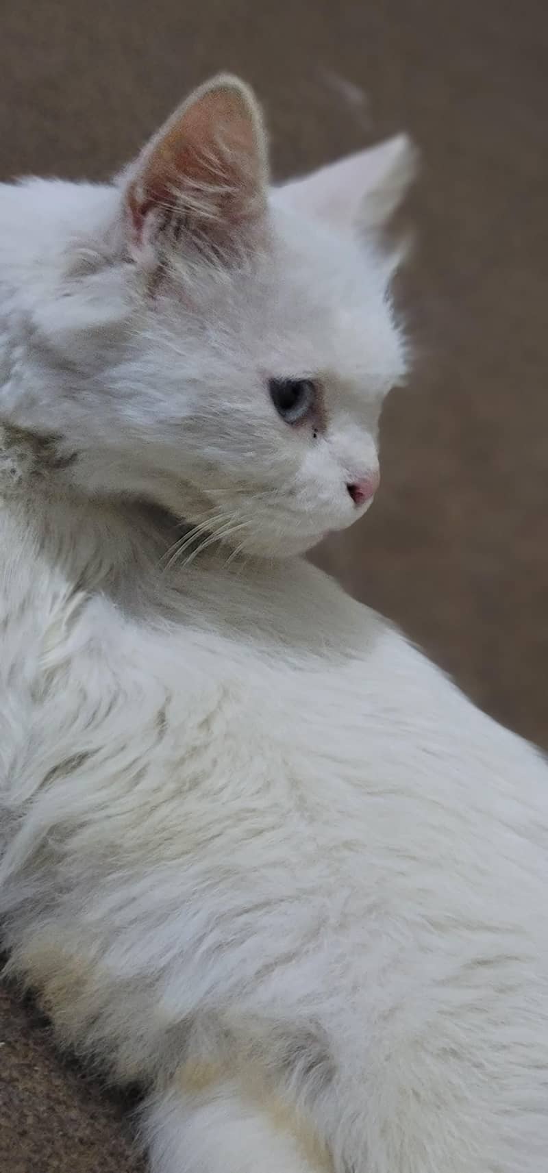 White persian cat double coated - Cats - 1107898545