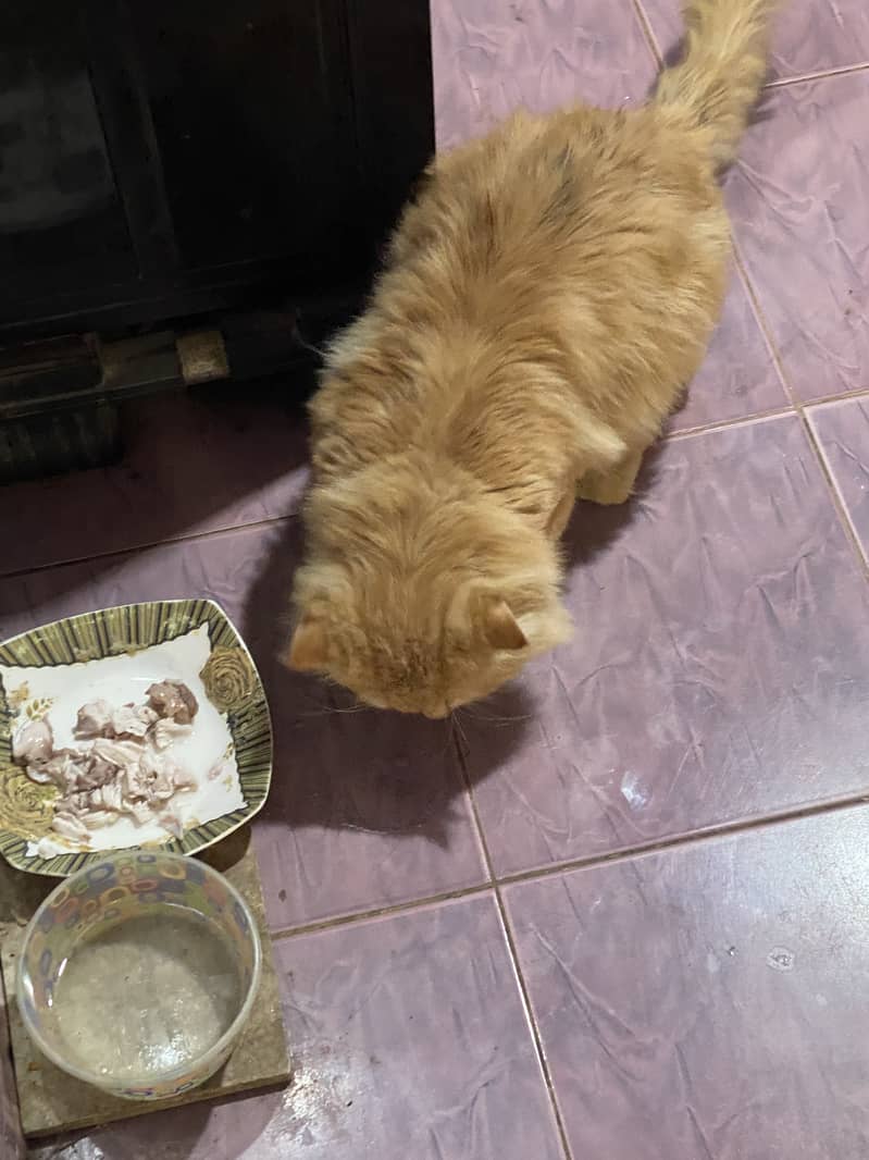 Persian Cat Male - Cats - 1107900243