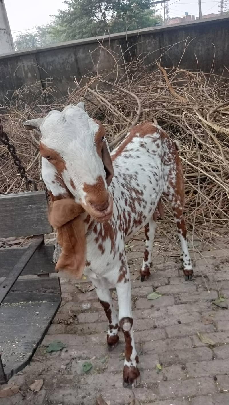 2 Goats Beautiful makhi cheeni nasal / Bakri / Goats makhi cheeni ...