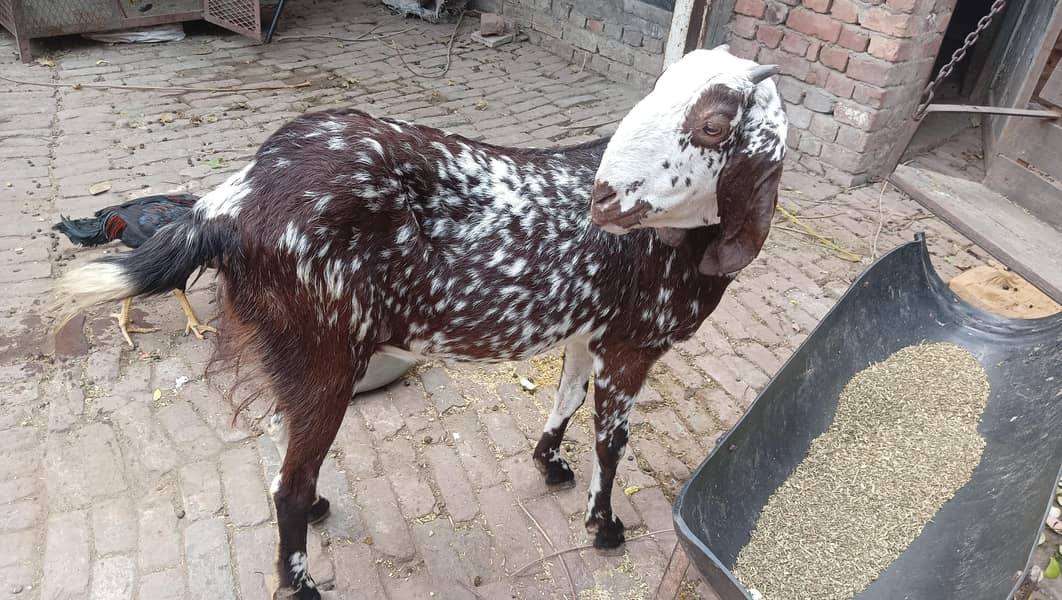 2 Goats Beautiful makhi cheeni nasal / Bakri / Goats makhi cheeni ...