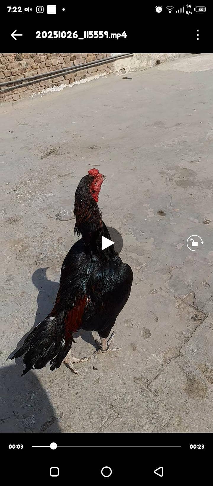 aseel jawa murga - Hens - 1106912271