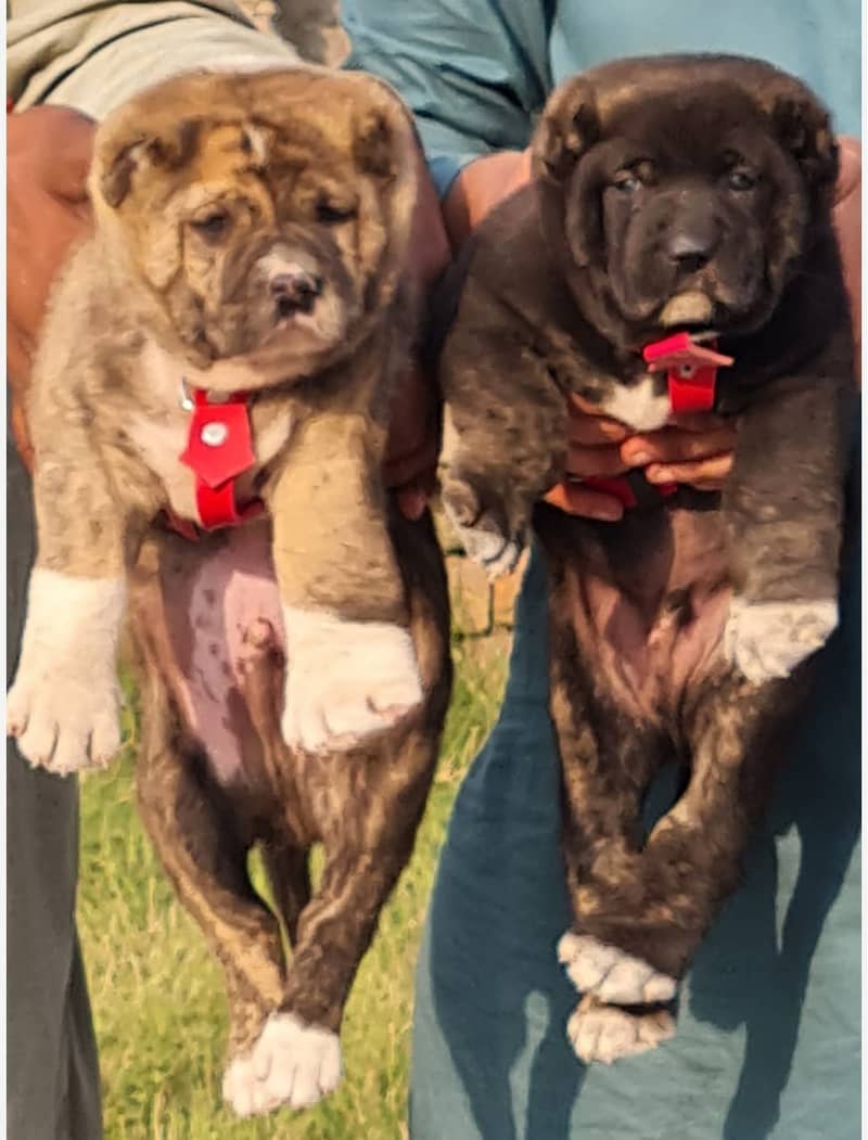 Alabai Dog |King Alabai |Alabai puppy|Alabai puppies pair 2 Month old ...