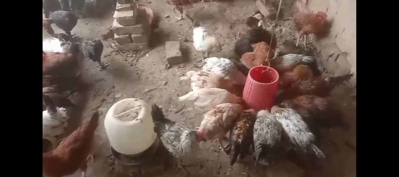 Golden misri | hen | گولڈن مصری | misri pathy pathiyan| desi murgi ...