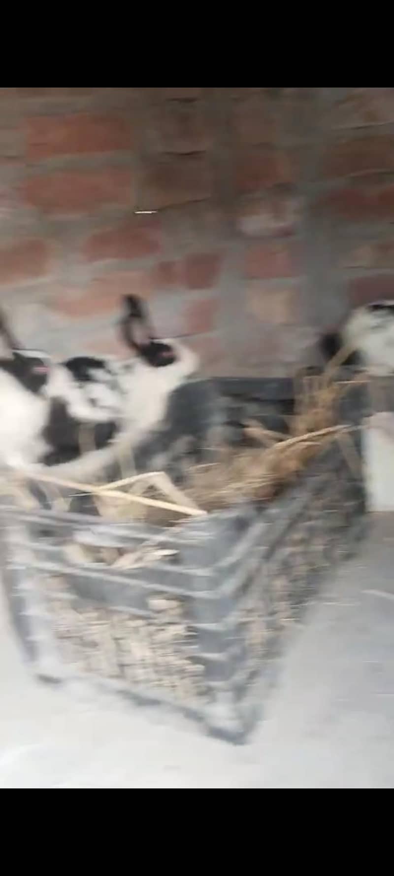 white Rabbit male and female - Rabbits - 1107947815