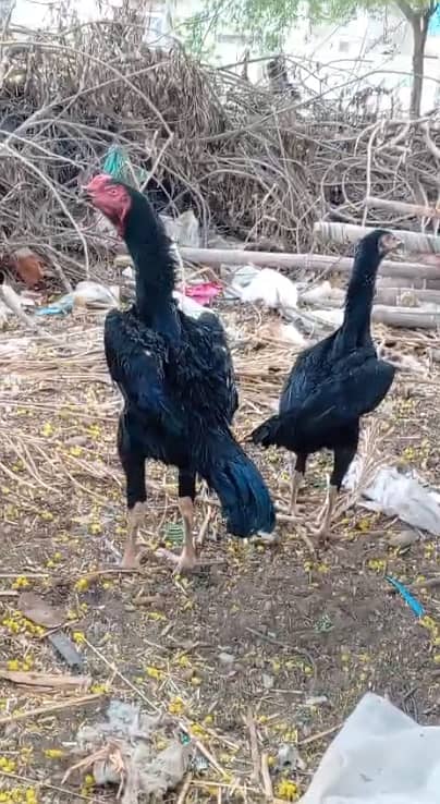 Black German O Shamo - Hens - 1107950862