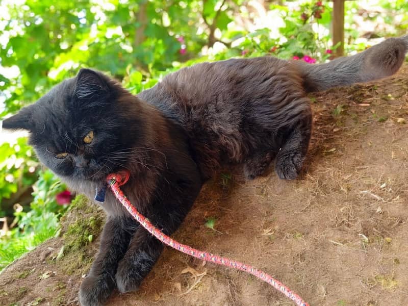 Full Black Persian Male Cat - Cats - 1107957405