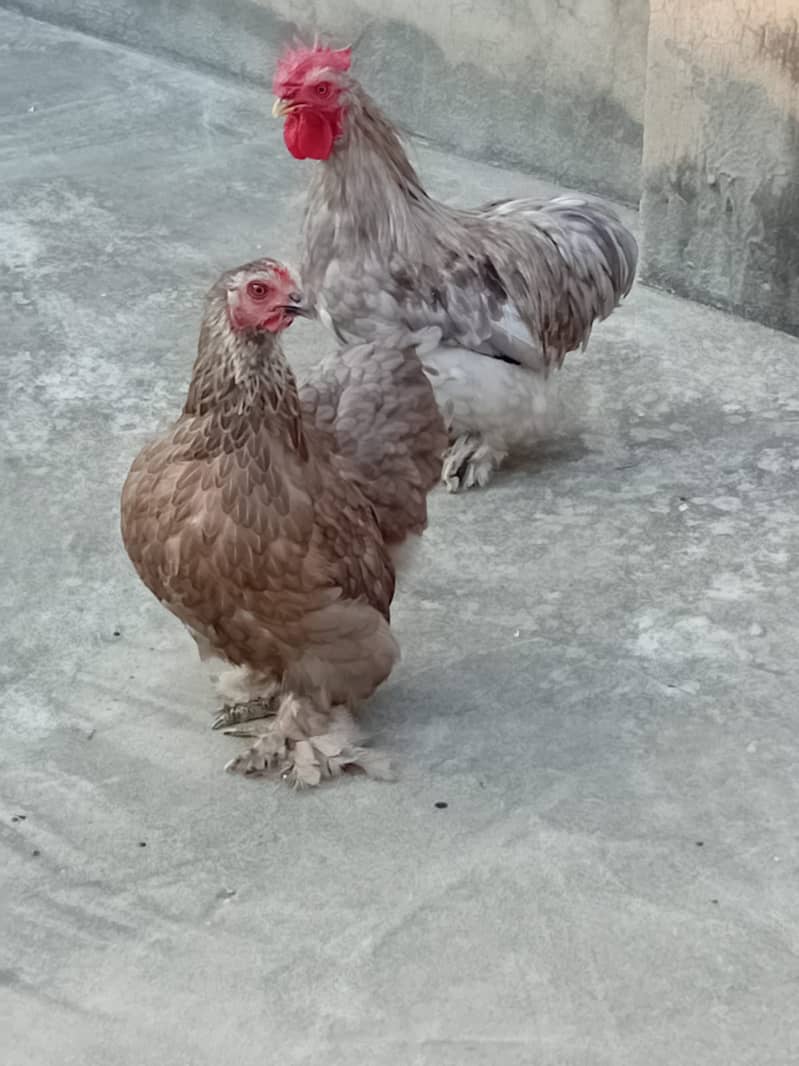 Blue Buff Bantam pair for sale - Hens - 1107968713
