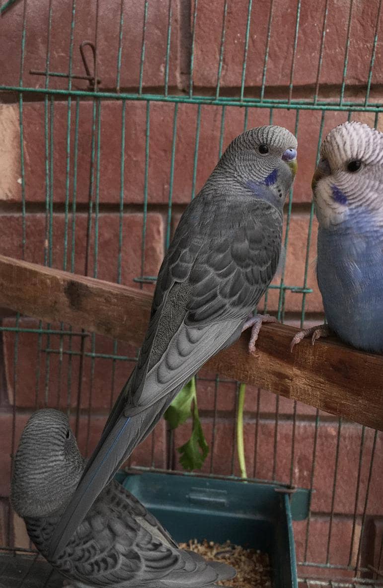 black face budgie pathy for sale - Parrots - 1107967858