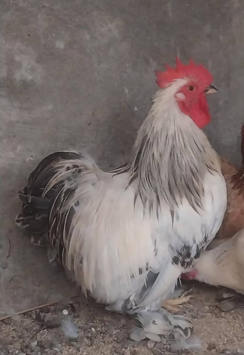 polish,heavy buff ,bantam ,light sussex ,sebright eggs sale - Hens ...