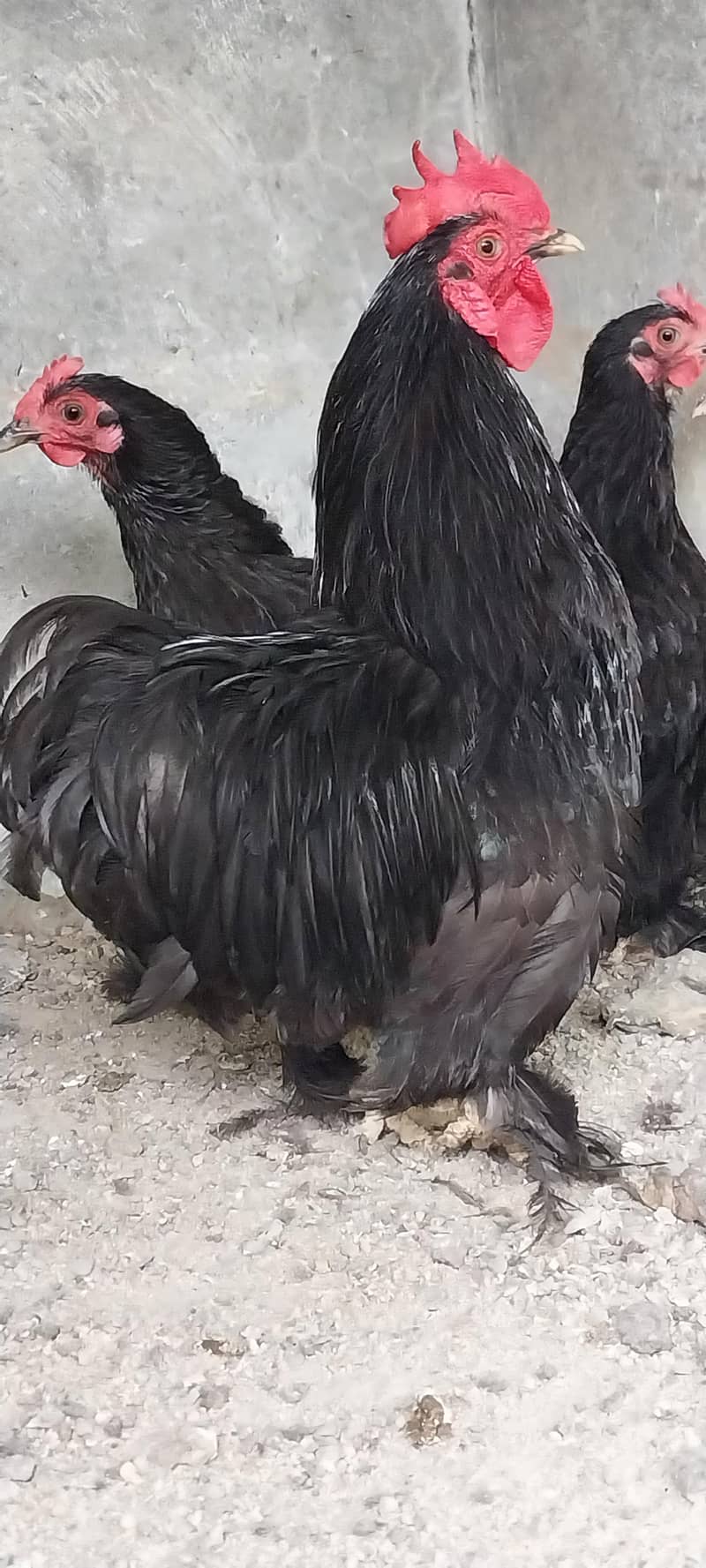 polish,heavy buff ,bantam ,light sussex ,sebright eggs sale - Hens ...