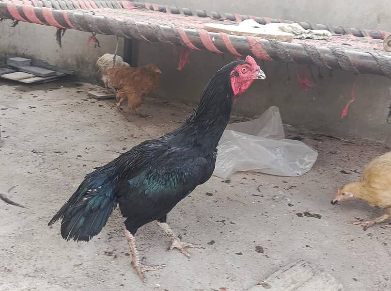 Pure Mianwali Haseel Murga | White sindhi murgi - Hens - 1107994165