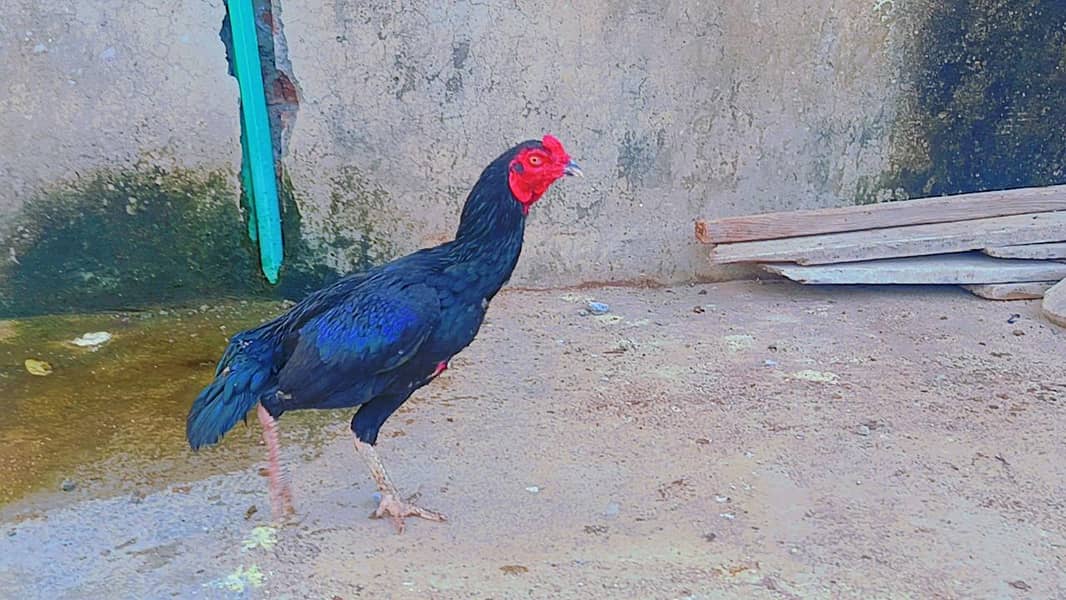 Pure Mianwali Haseel Murga | White sindhi murgi - Hens - 1107994165