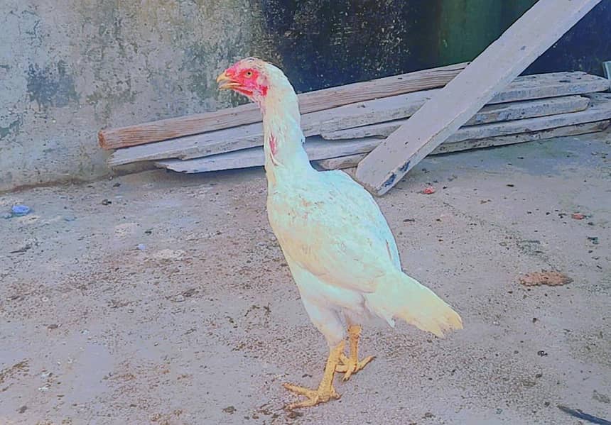 Pure Mianwali Haseel Murga | White sindhi murgi - Hens - 1107994165
