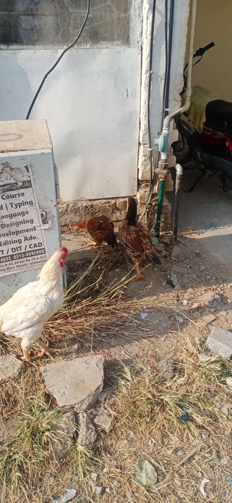 white aseel,with two mianwali aseel hens egg laying - Hens - 1108000882