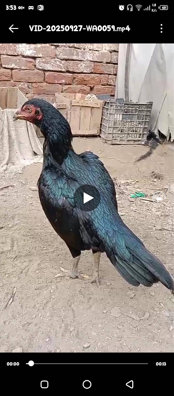 aseel jawa murga - Hens - 1106912271